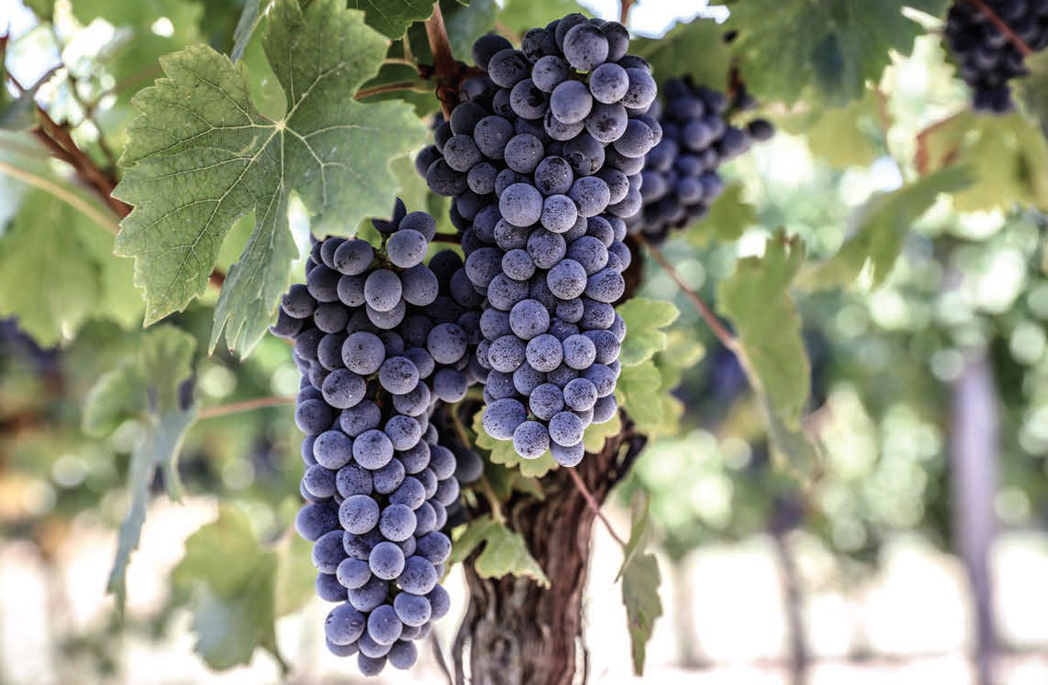 La Cepa Oculta: El Próximo Fenómeno en Vinos – Gastronauta